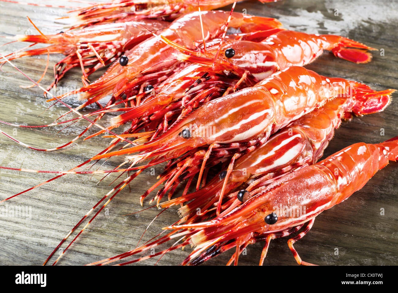 Shrimpo with his family ☺️☺️ | Fandom