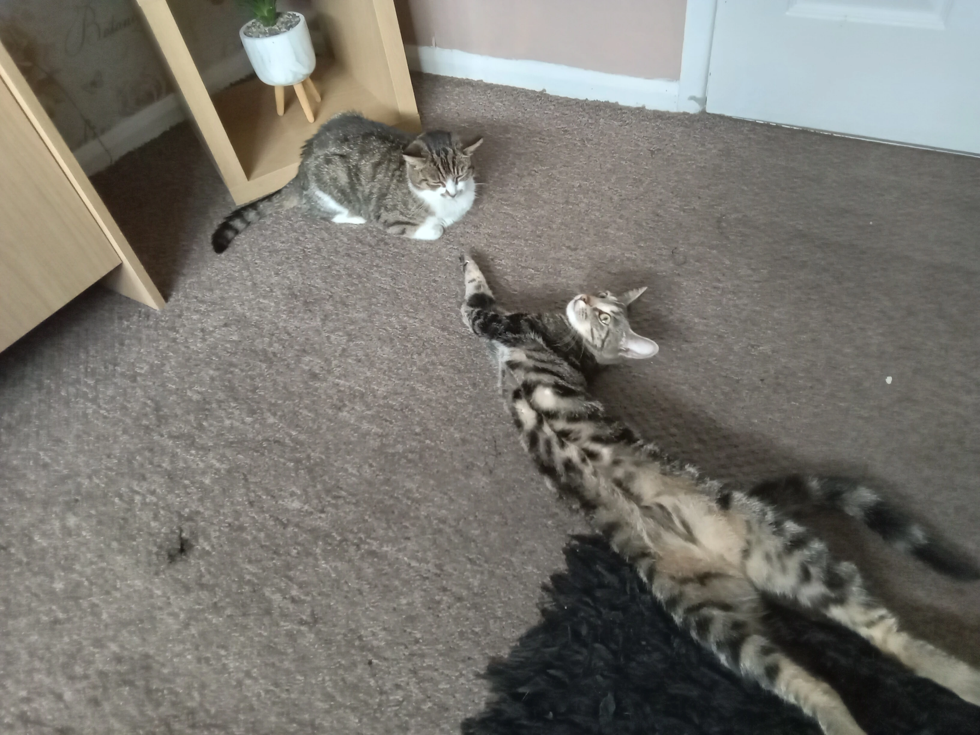 Lola (left) & dotty (right) | Fandom