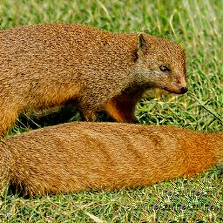 Discuss Everything About Dinopedia | Fandom