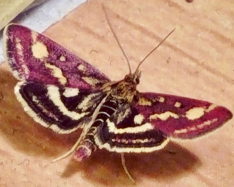 HAS ANYONE SEEN PURPLE MOTHS?1!?1!1 | Fandom