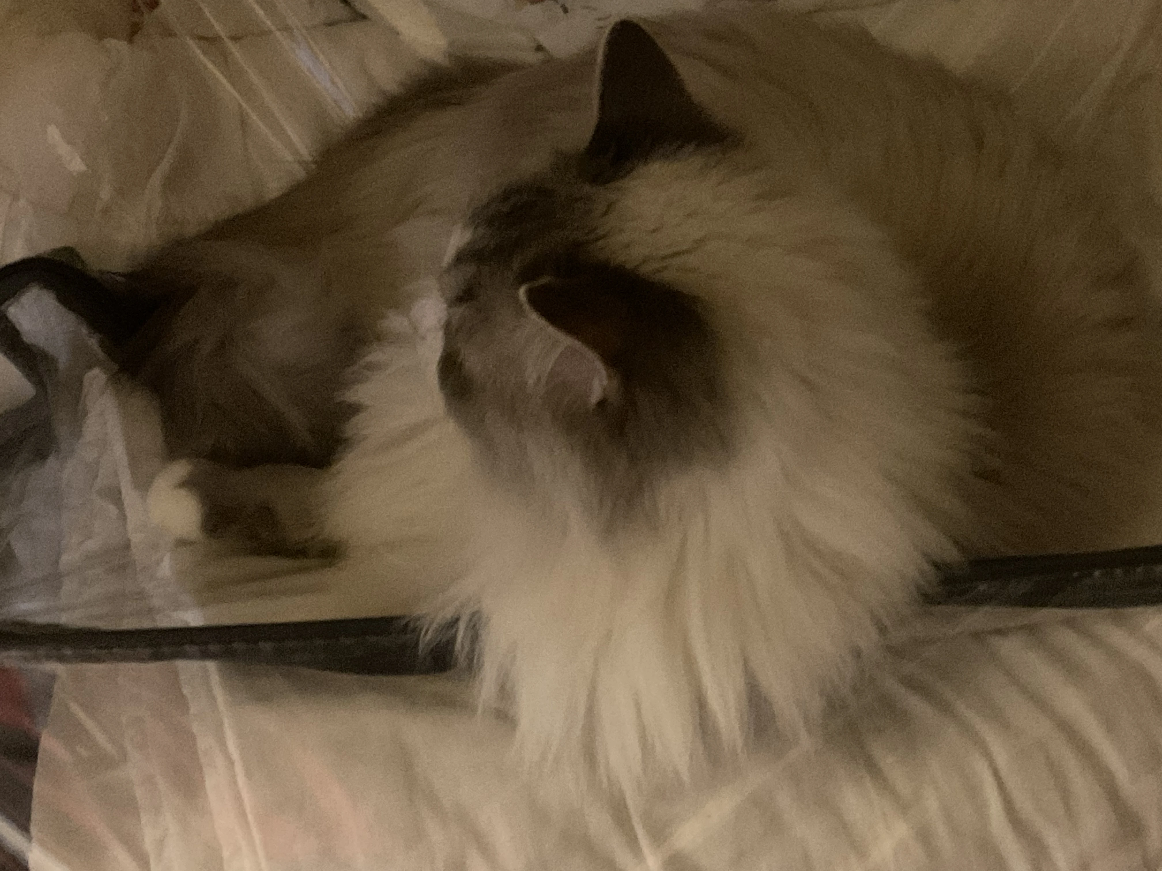 Daily Cat Image #890 | Fandom