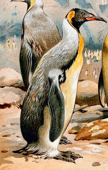 A cual animal se merece que se cree una reforma o creación de pagina ...