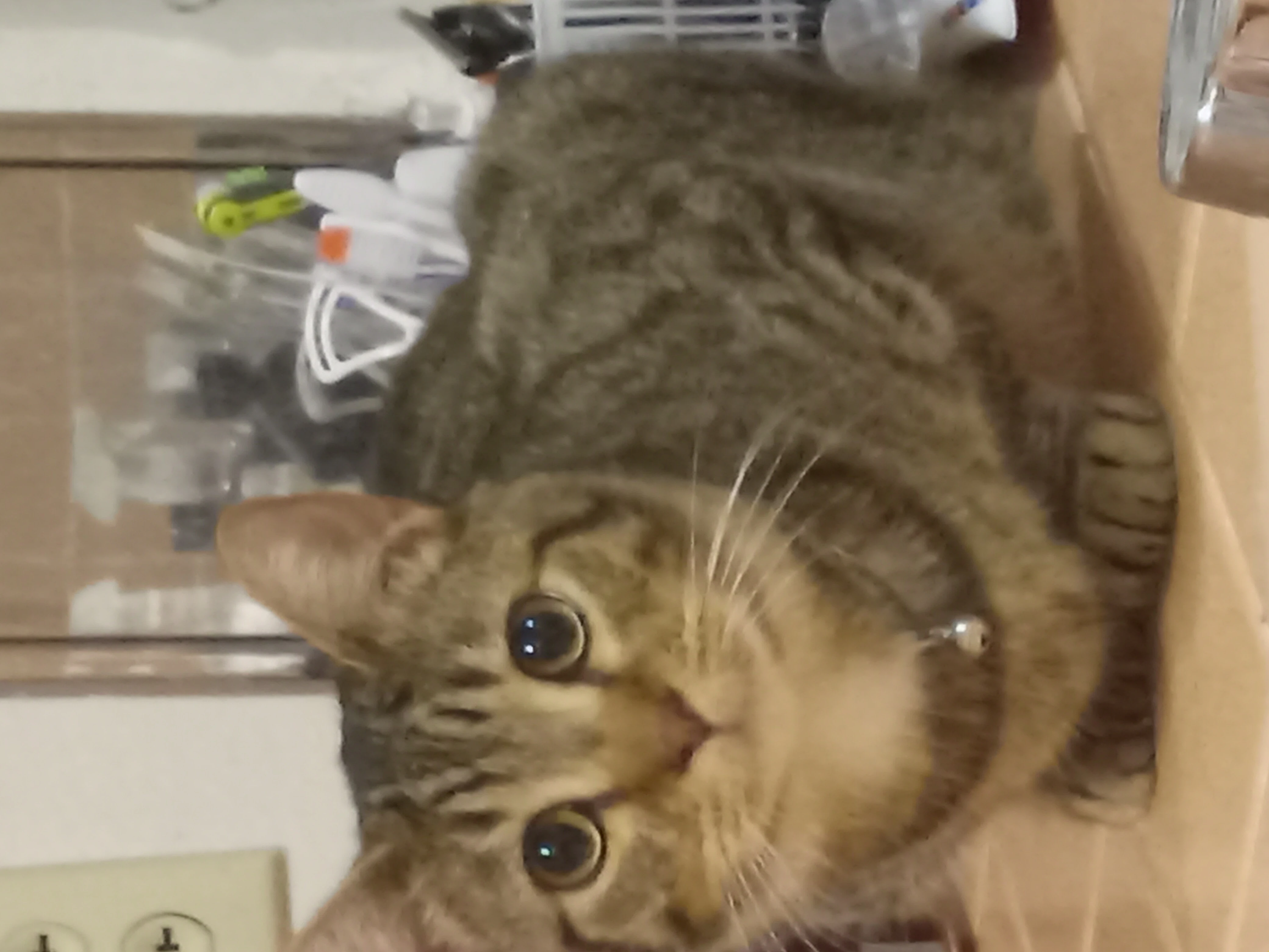 Off topic:Dayum chonk boi | Fandom