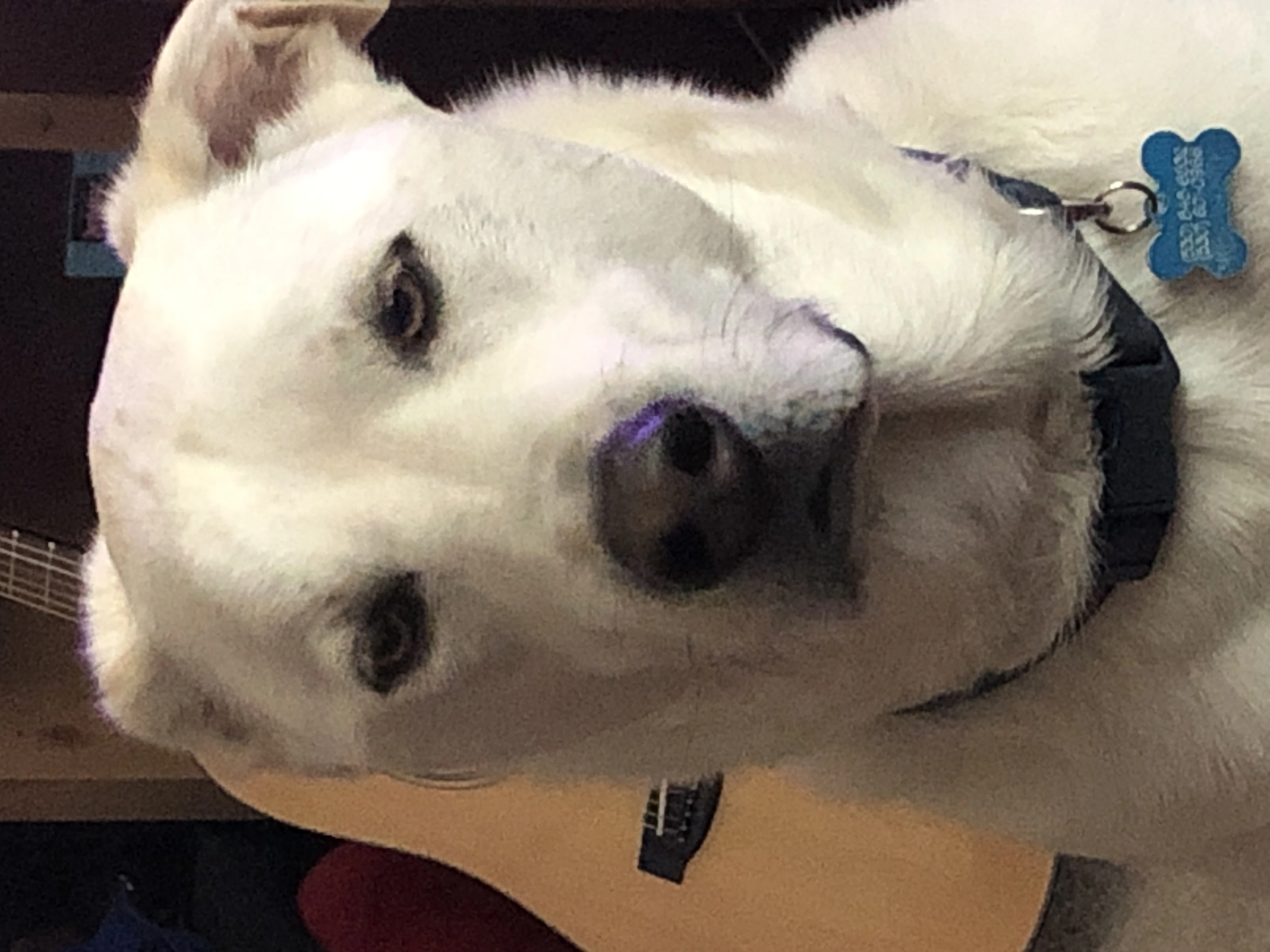 My Dog, Watson (Reupload) | Fandom