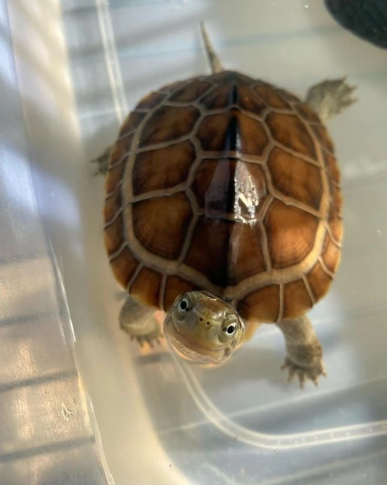 ITFT 6 is peak. | Fandom