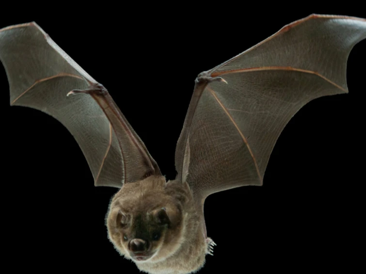 What I think Toothless’ design is really based off: | Fandom