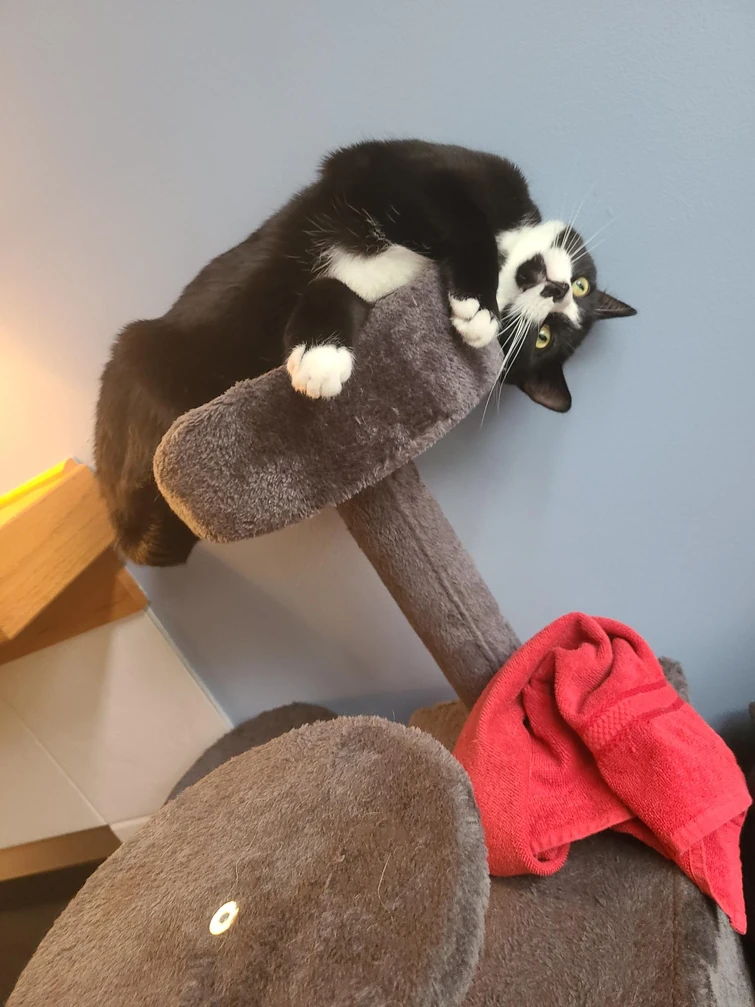 Silly kitty xD | Fandom