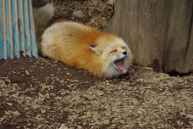 Fun Fact: Foxes can become loafs | Fandom
