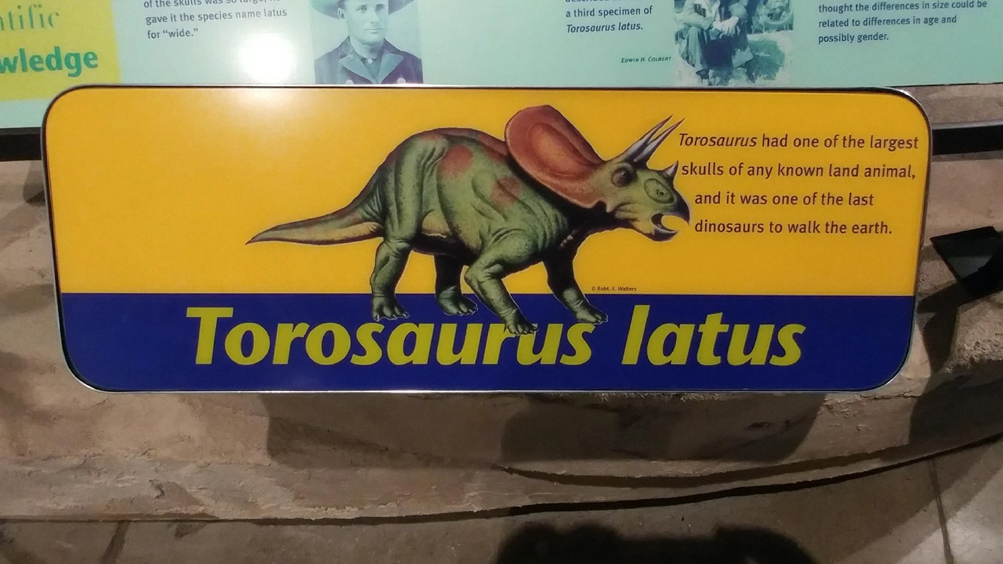 Torosaurus Info | Fandom