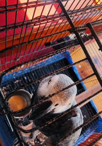 Ermmmm Giveaway ig? | Fandom