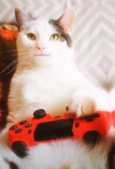 olie da polte cat | Fandom