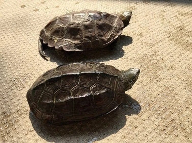 Explanation about the animals that appear in Wonderful Pretty Cure ...