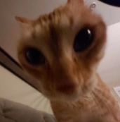 Mut prices for gali | Fandom