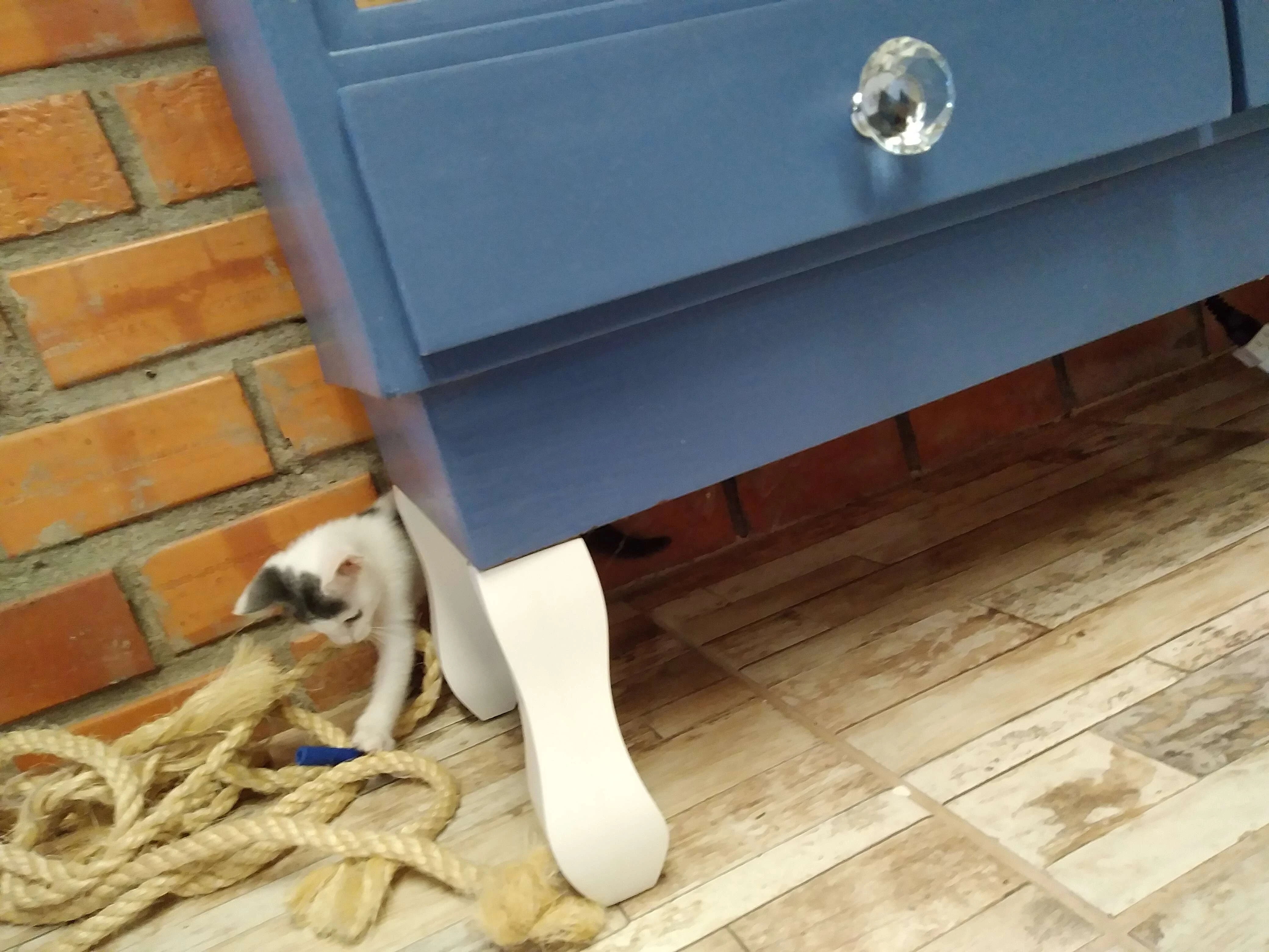 Sugar, the cat 2 | Fandom