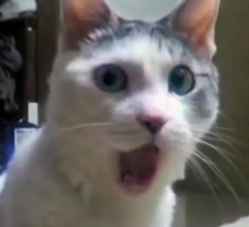 its the kitty of the week! | Fandom