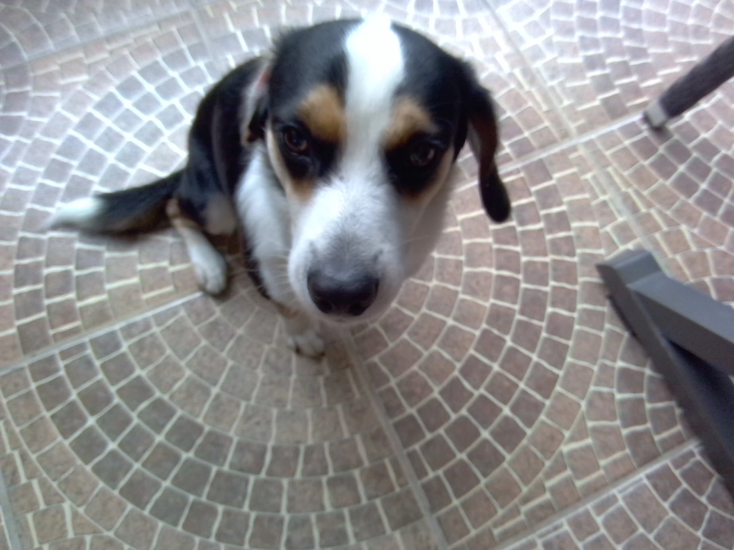 Voidflame redesign | Fandom