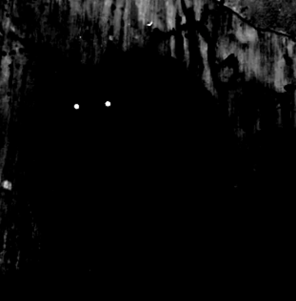 the fog is coming | Fandom