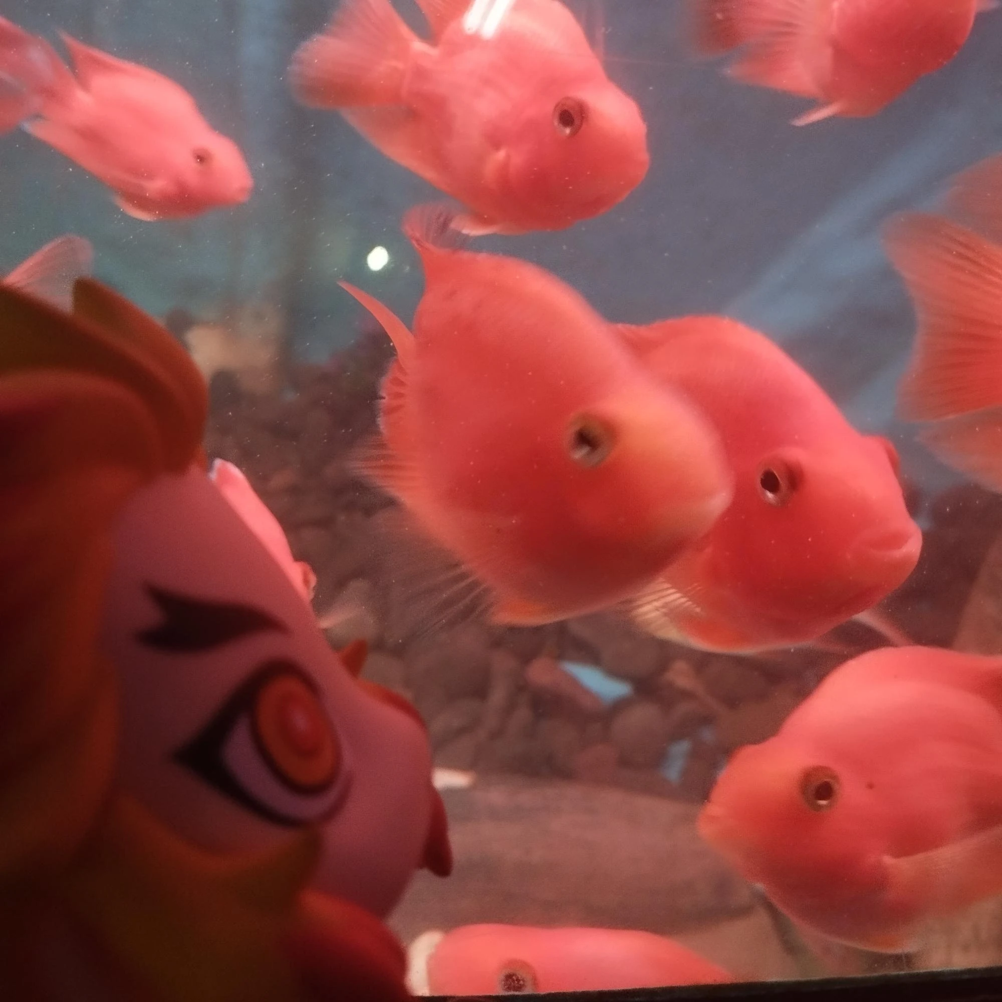 He loves fish | Fandom