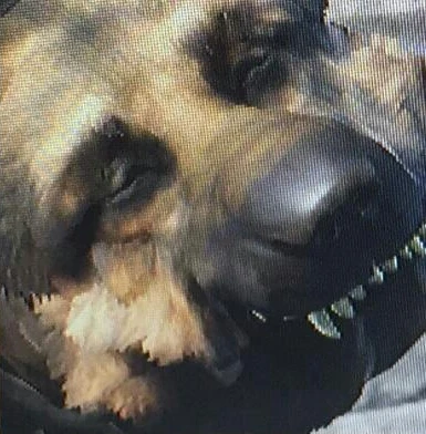 Fallout crossovers | Fandom