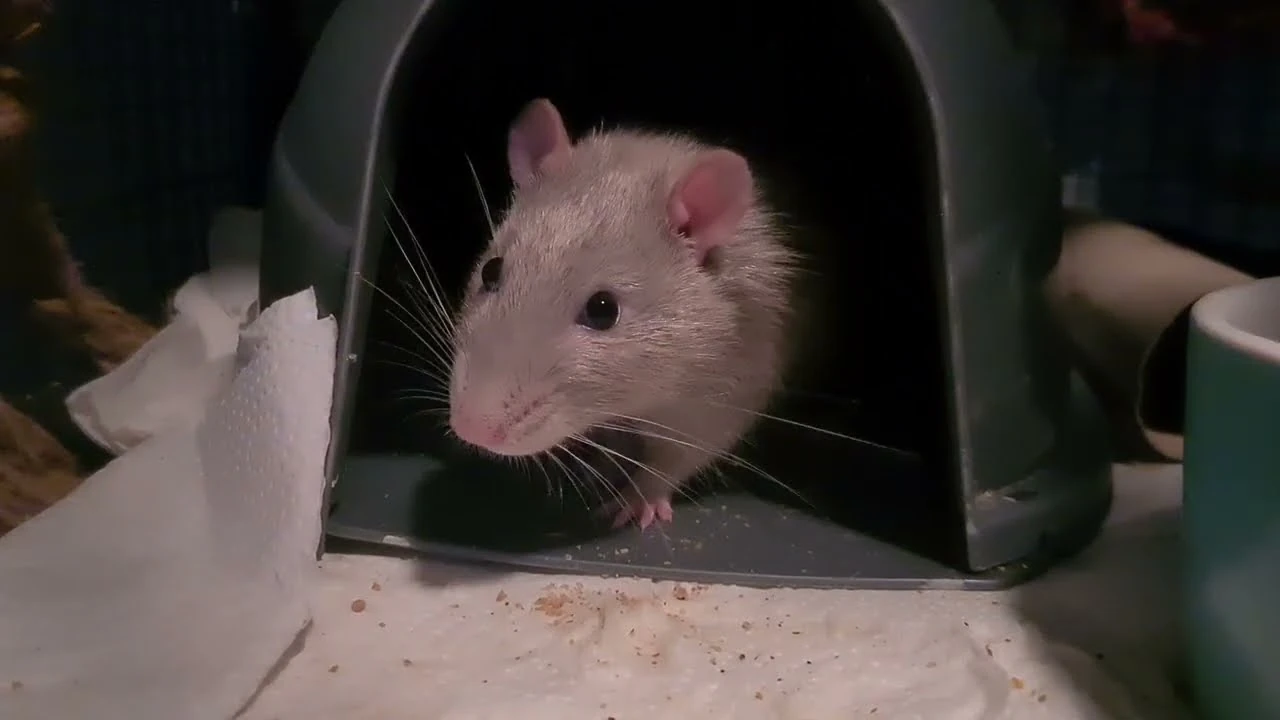 i didn’t post a song of the day yesterday so here’s a rat | Fandom
