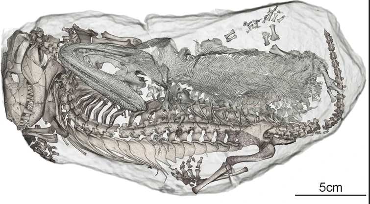 thrinaxodon and broomistega | Fandom
