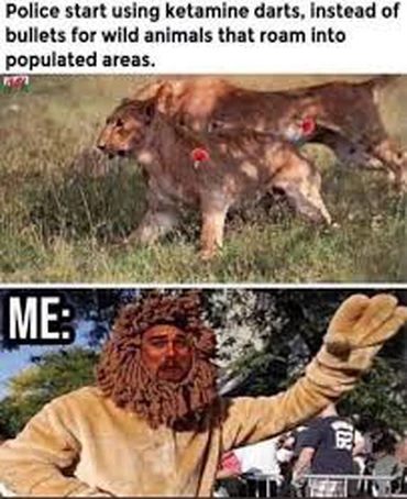 Discuss Everything About Dinopedia | Fandom