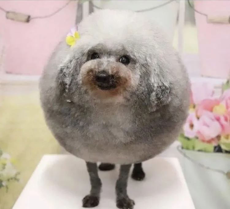 i love these stupid looking dogs | Fandom