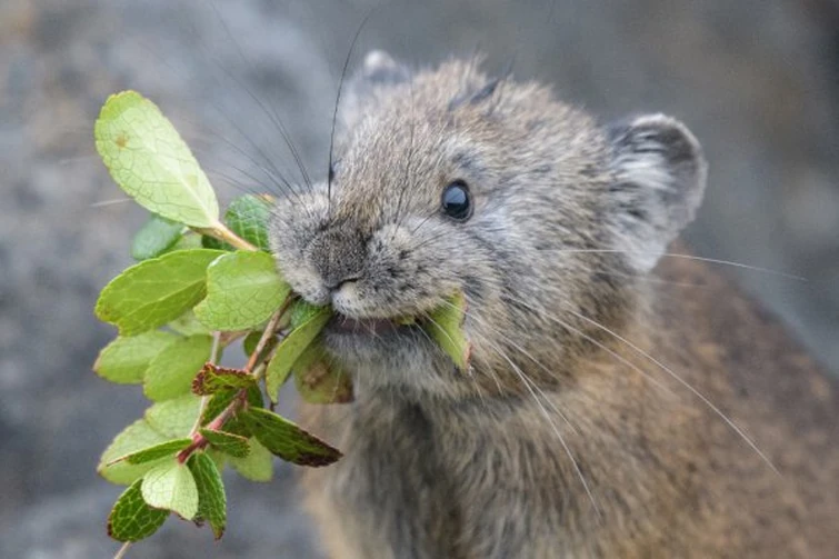 A pet rabbit named Daifuku appears in Wonderful Precure. So let me ...