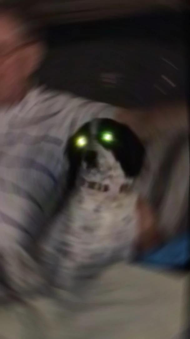 Angery Doggo | D4NK Wiki | Fandom