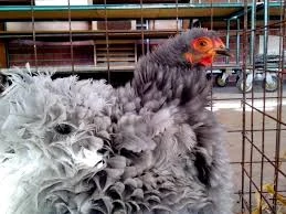 Fluffy: ↓ | Fandom