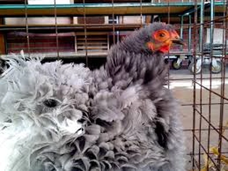 Fluffy: ↓ | Fandom