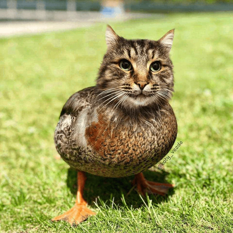 quack | Fandom
