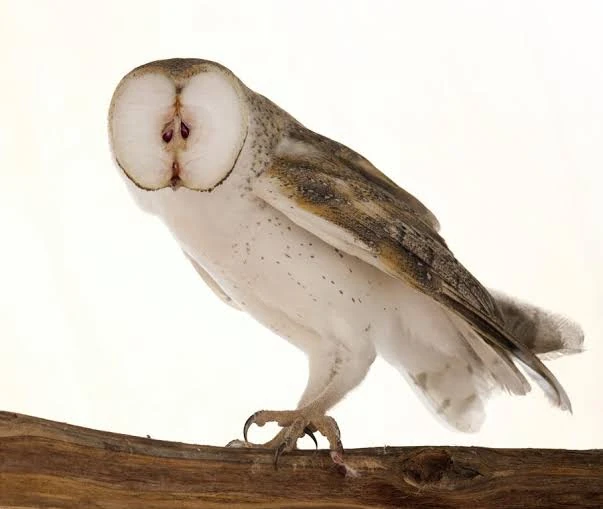 Pray to the apples | Fandom