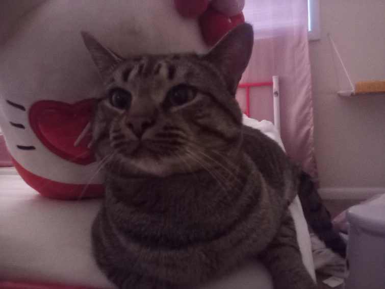 Cat | Fandom