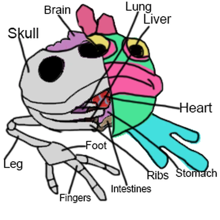 Monster Anatomy Back 03! | Fandom