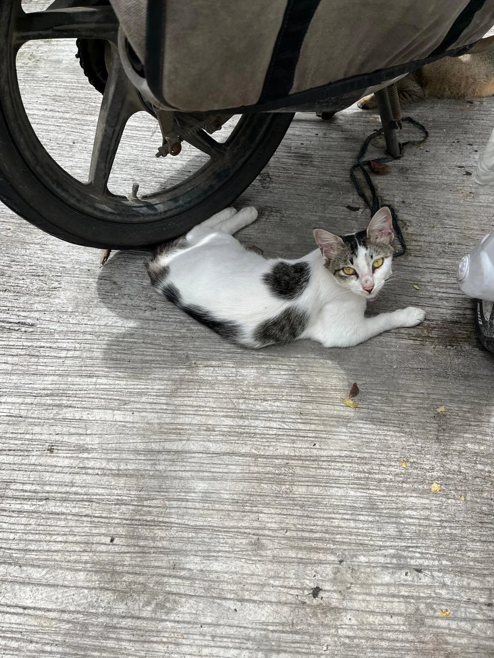 Daily Cat Image #932 | Fandom