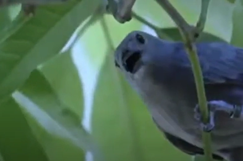 The Most Extreme Bird -What Species is That | Fandom