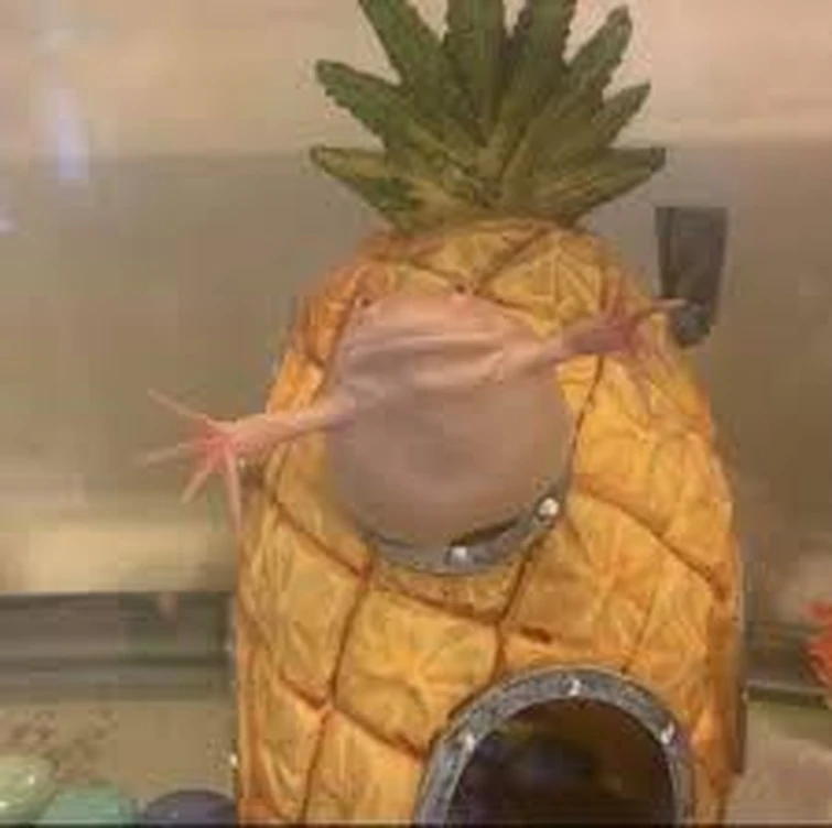 what type of pfp's do you do? | Fandom