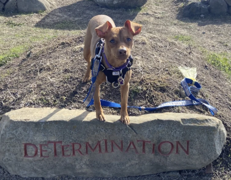 My dog | Fandom