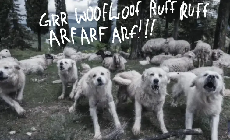 WE ARE SO BACK GUYS GRRR ARF ARF ARF RUFF RUF GRRR WOOF WOFF ARF ARF 👿👿 ...