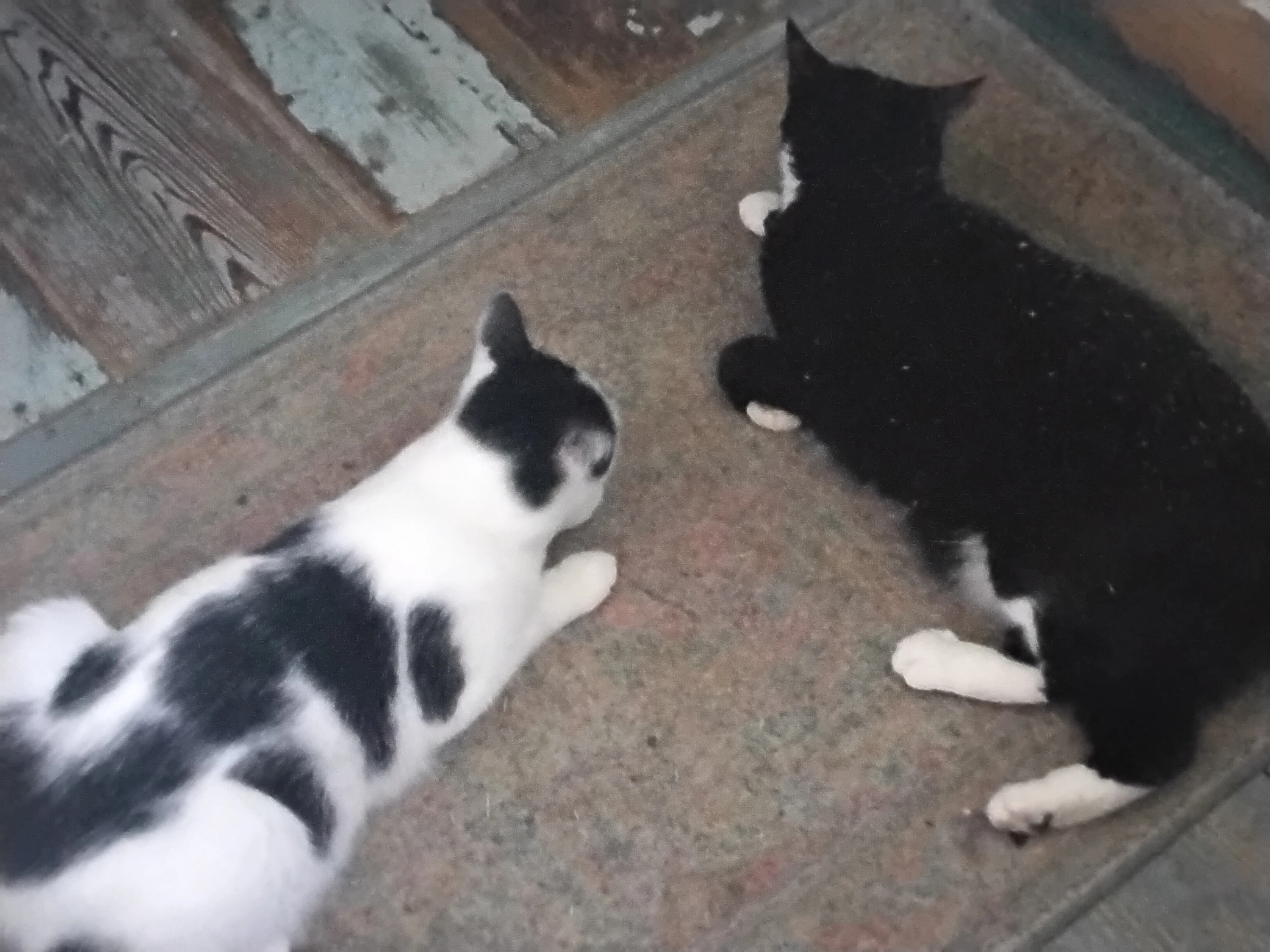 So I gave my cats catnip- | Fandom