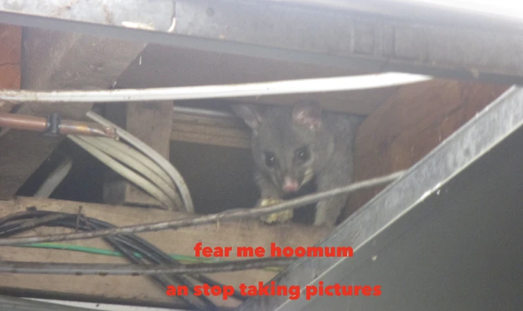 aussie possum meme but the little bubby is in my ceiling rn 💕💕 (normal ...