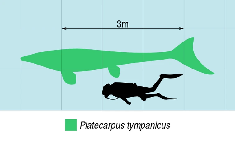 Platecarpus | Fandom
