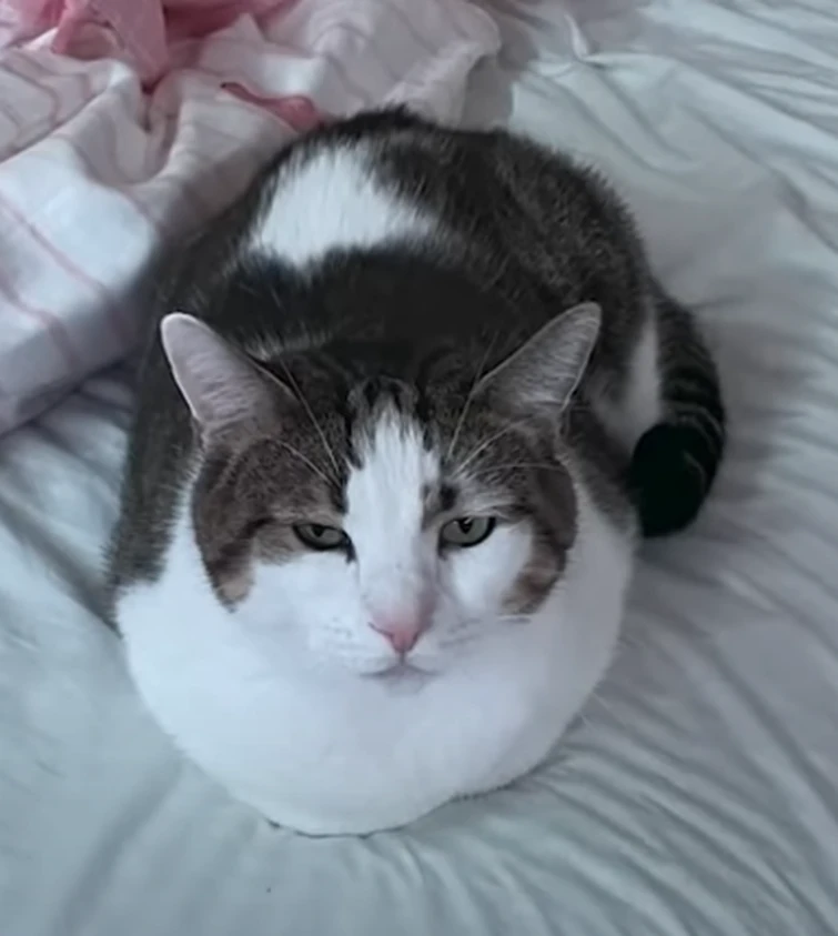 loaf | Fandom