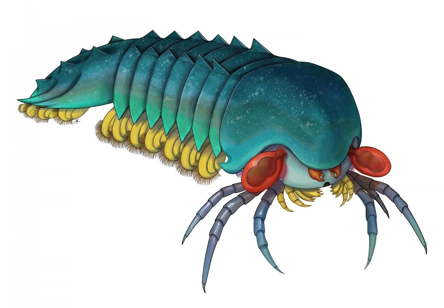 Evolution of Spiders | Fandom