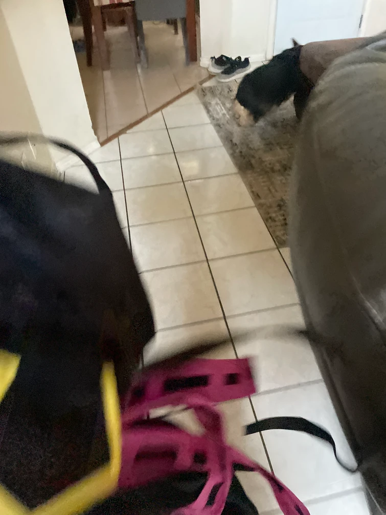 If doma ever got a dog | Fandom