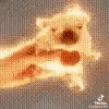 Fire puppy | Fandom