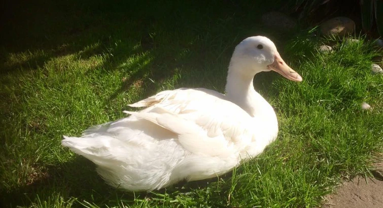 pjsk as ducks PART ONE !!! | Fandom