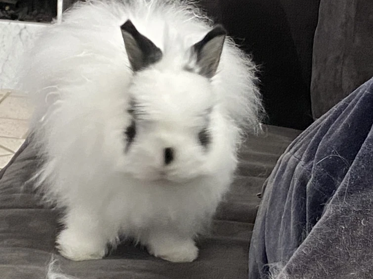 Public Execution | Fandom