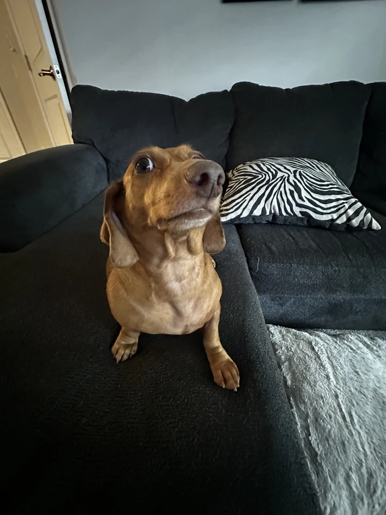 some goofy ahh pictures of my dog | Fandom